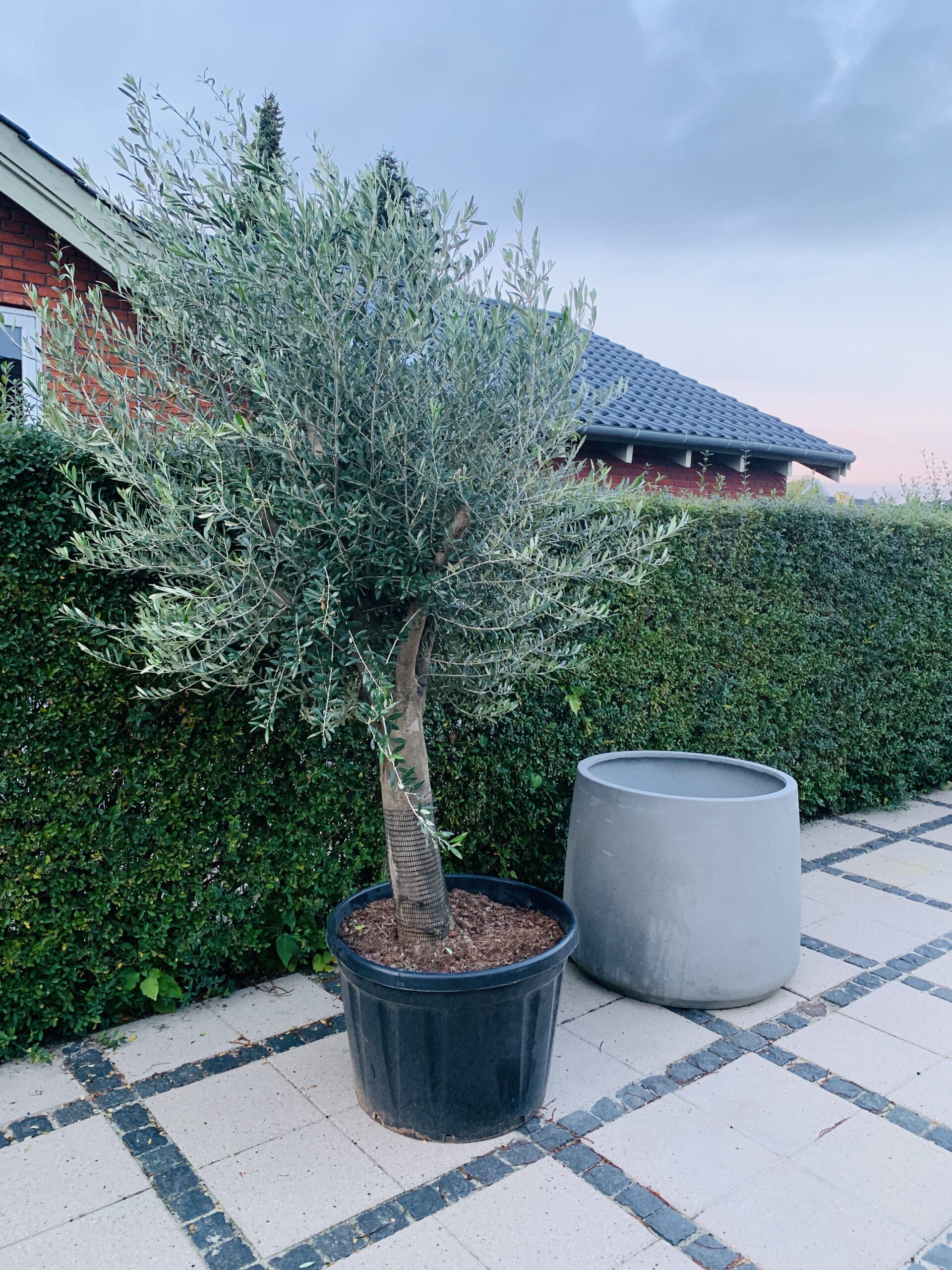 Endnu en glad kunde! – Dansk Oliven Import