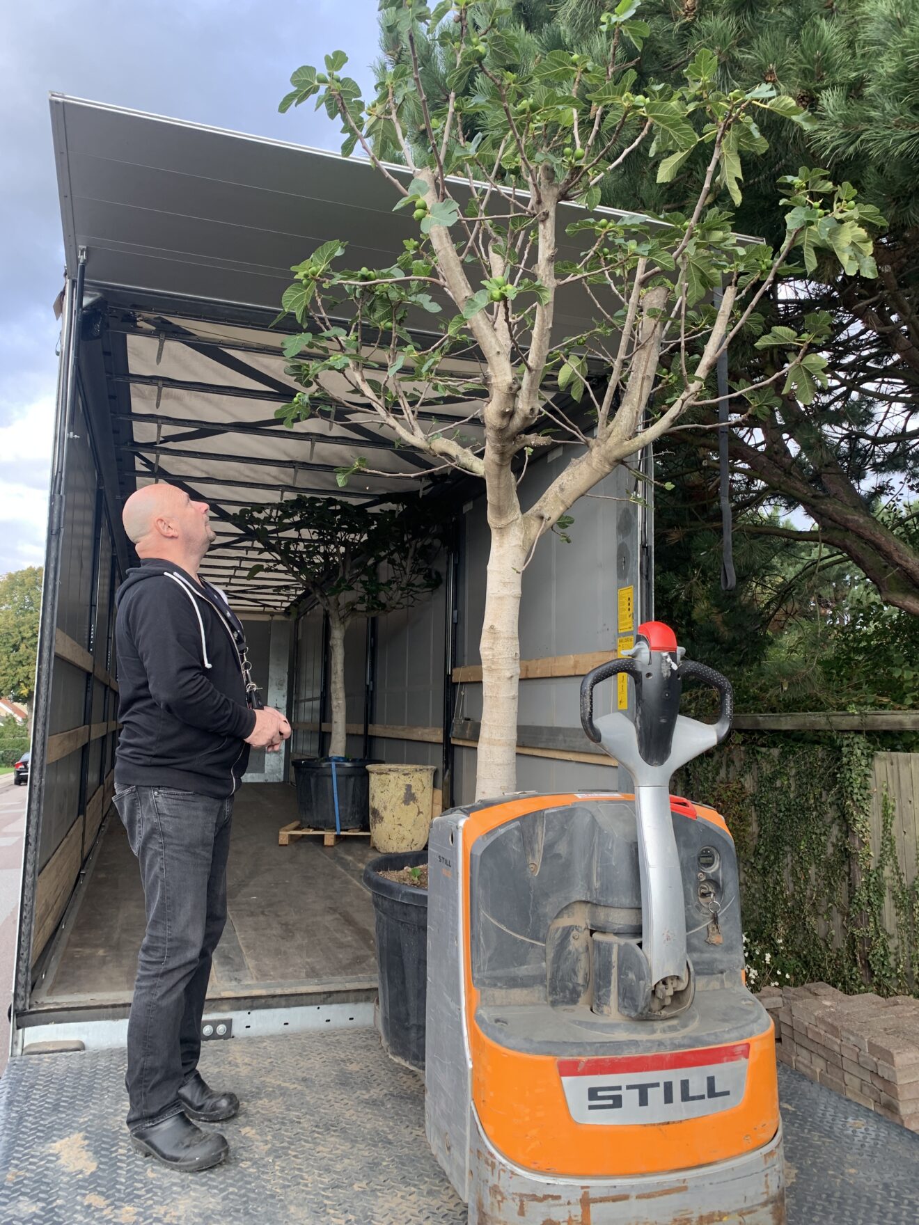 Kæmpe figentræer og flotte krukker leveret til endnu en glad kunde ...